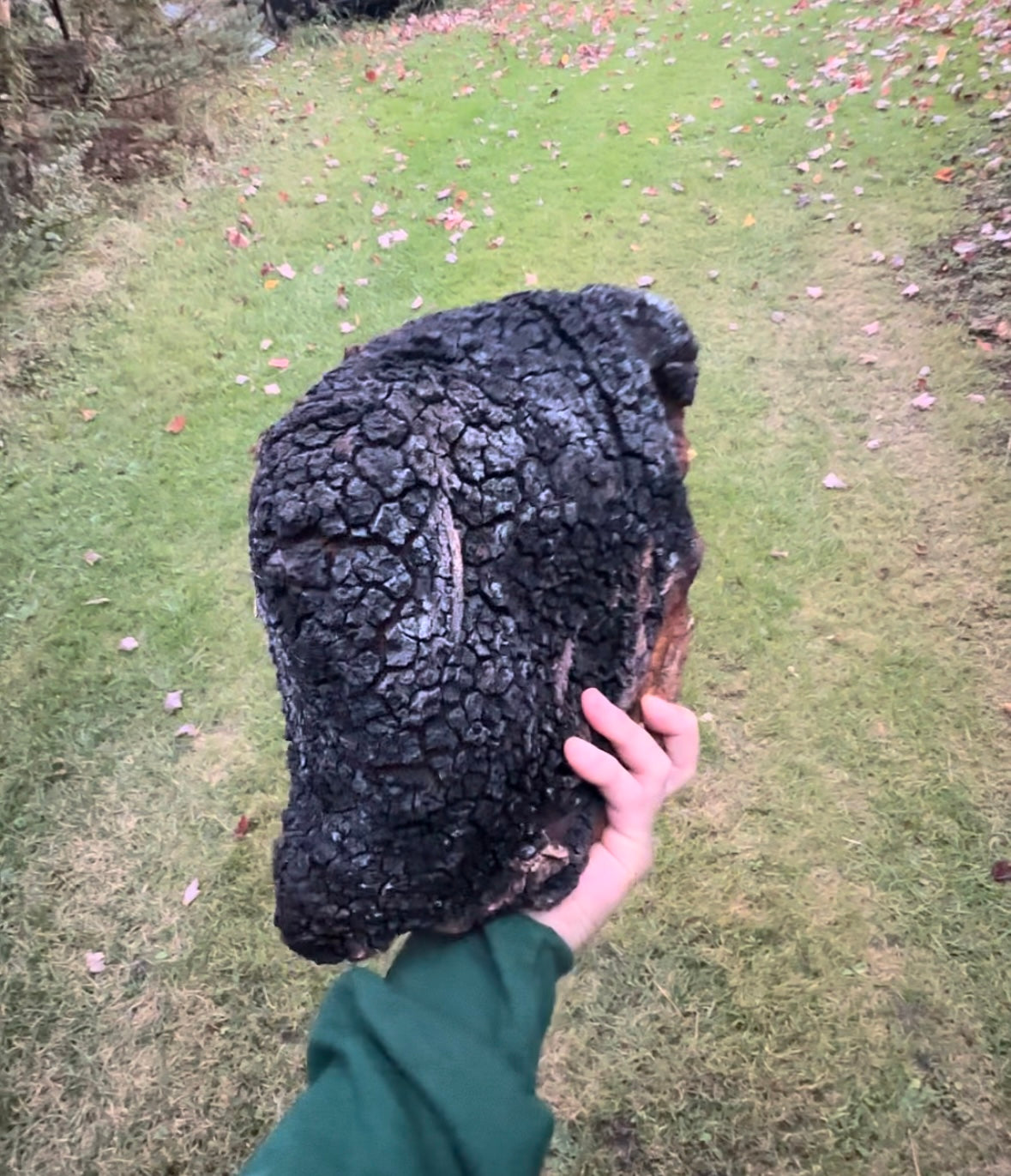 Ontario Wild foraged Chaga Mushroom (Chunks) (2 0z / 56g) – Mushroom ...